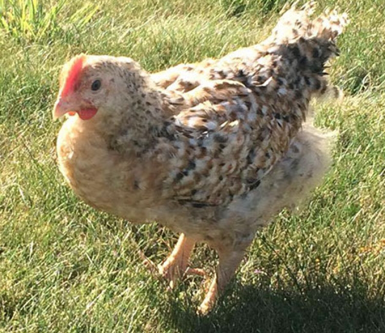 Pluimvee | Horta Merkem | Vogelcenter Baes